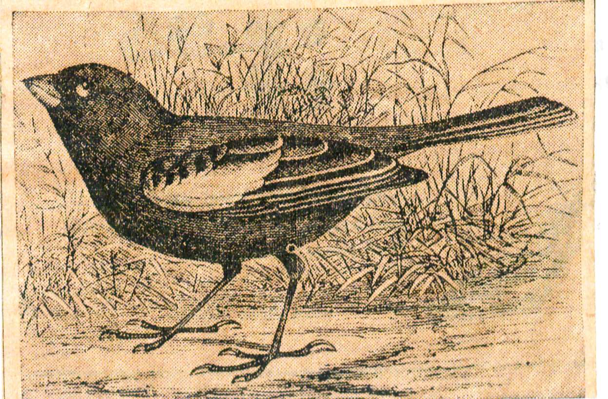 How the Lark Bunting Became Colorado's State Bird | Denver Public Library Special Collections ...